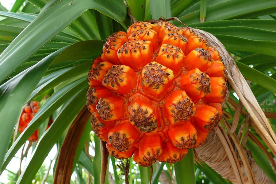 Pandanus | Fruit Wiki | Fandom