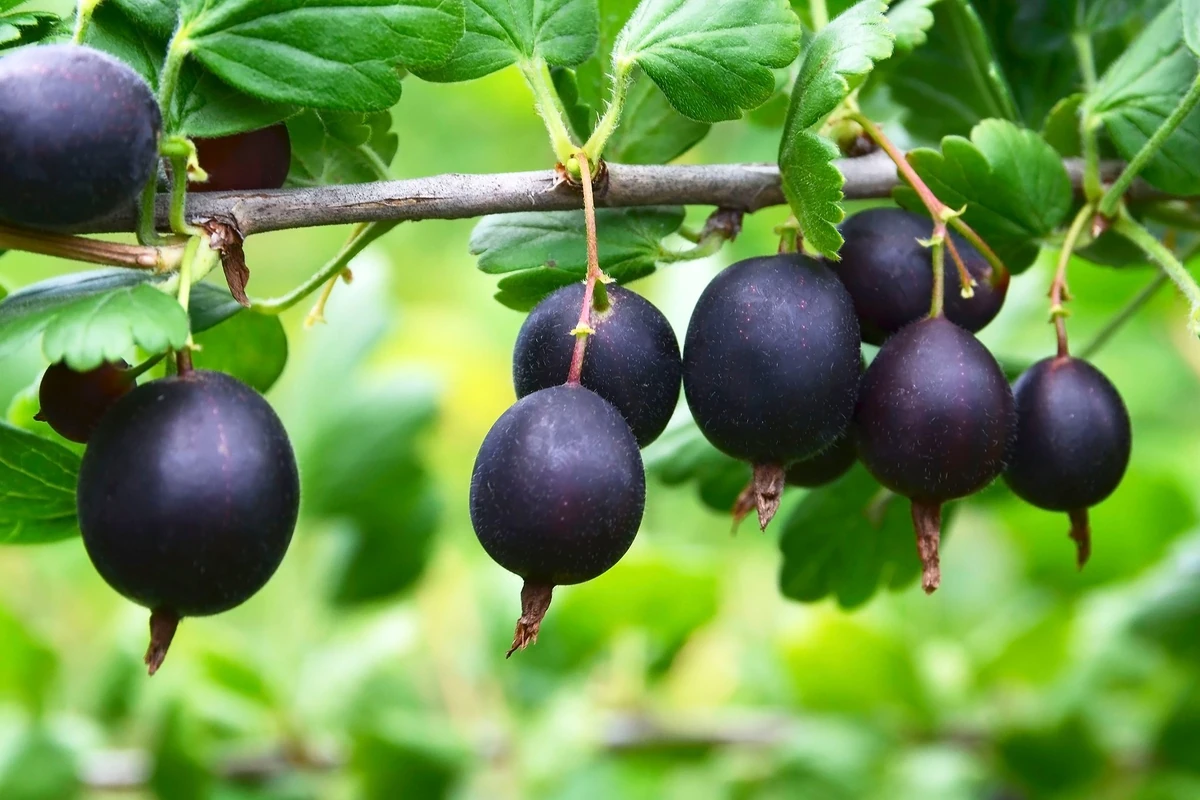 Jostaberry | Fruit Wiki | Fandom
