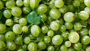 Gooseberry | Fruit Wiki | Fandom