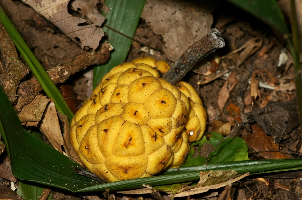 Giant Yellow Mulberry | Fruit Wiki | Fandom
