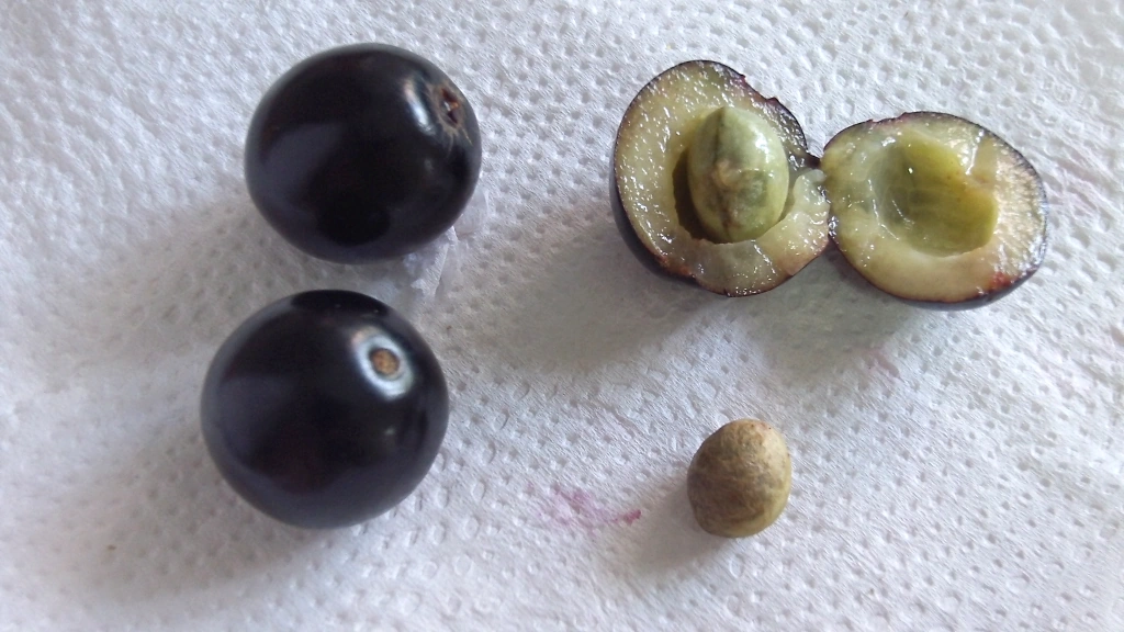 Rainforest Plum | Fruit Wiki | Fandom