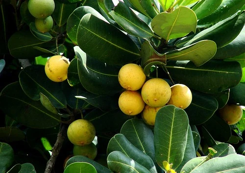 Mimusops balata | Fruit Wiki | Fandom
