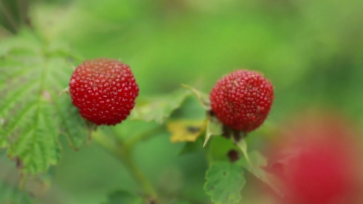 Sapinit Berry | Fruit Wiki | Fandom