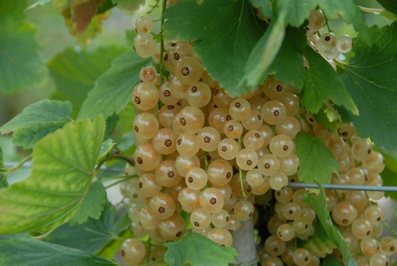 Whitecurrant | Fruit Wiki | Fandom