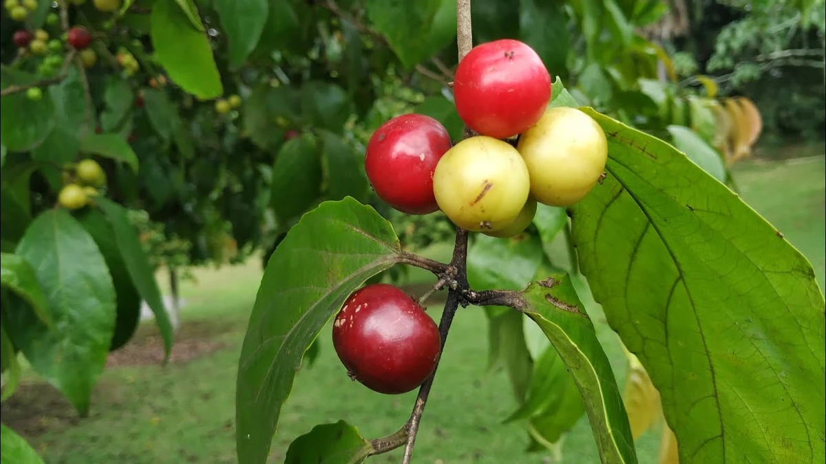 Rukam Masam | Fruit Wiki | Fandom