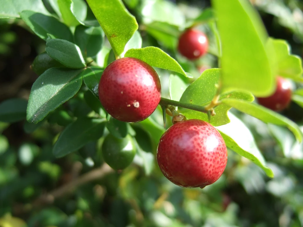 Limeberry | Fruit Wiki | Fandom