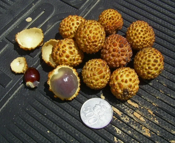 Alupag | Fruit Wiki | Fandom