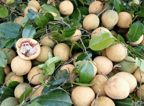 Langgir | Fruit Wiki | Fandom