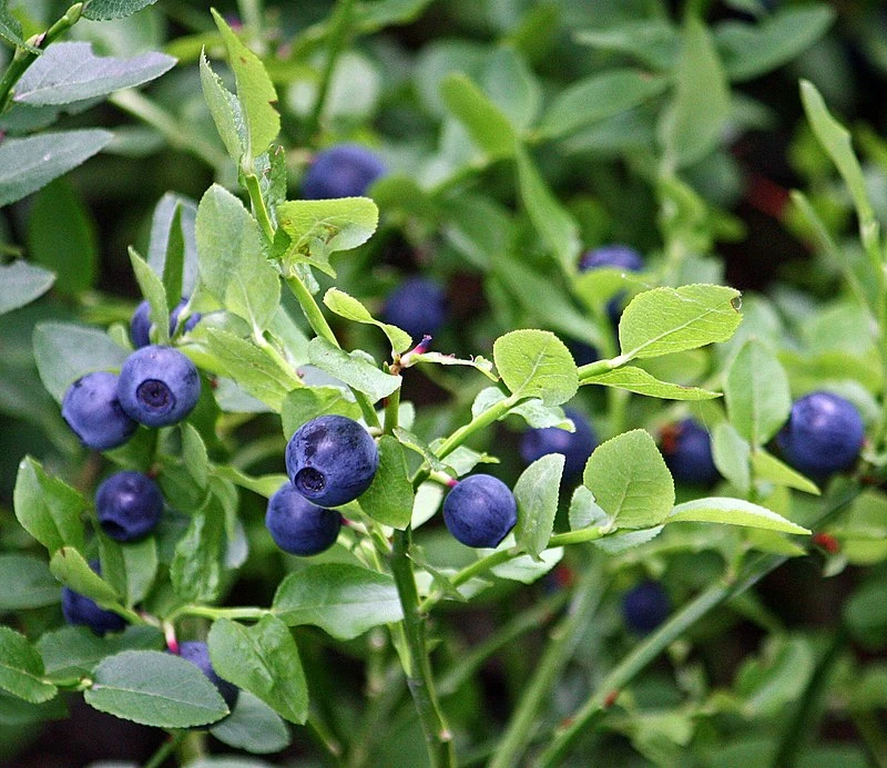 Bilberry | Fruit Wiki | Fandom
