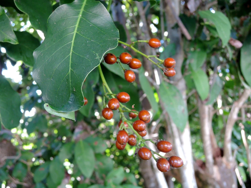 Black Poisonwood | Fruit Wiki | Fandom