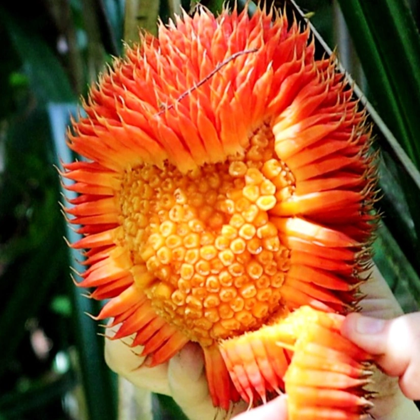 Scrub Breadfruit | Fruit Wiki | Fandom