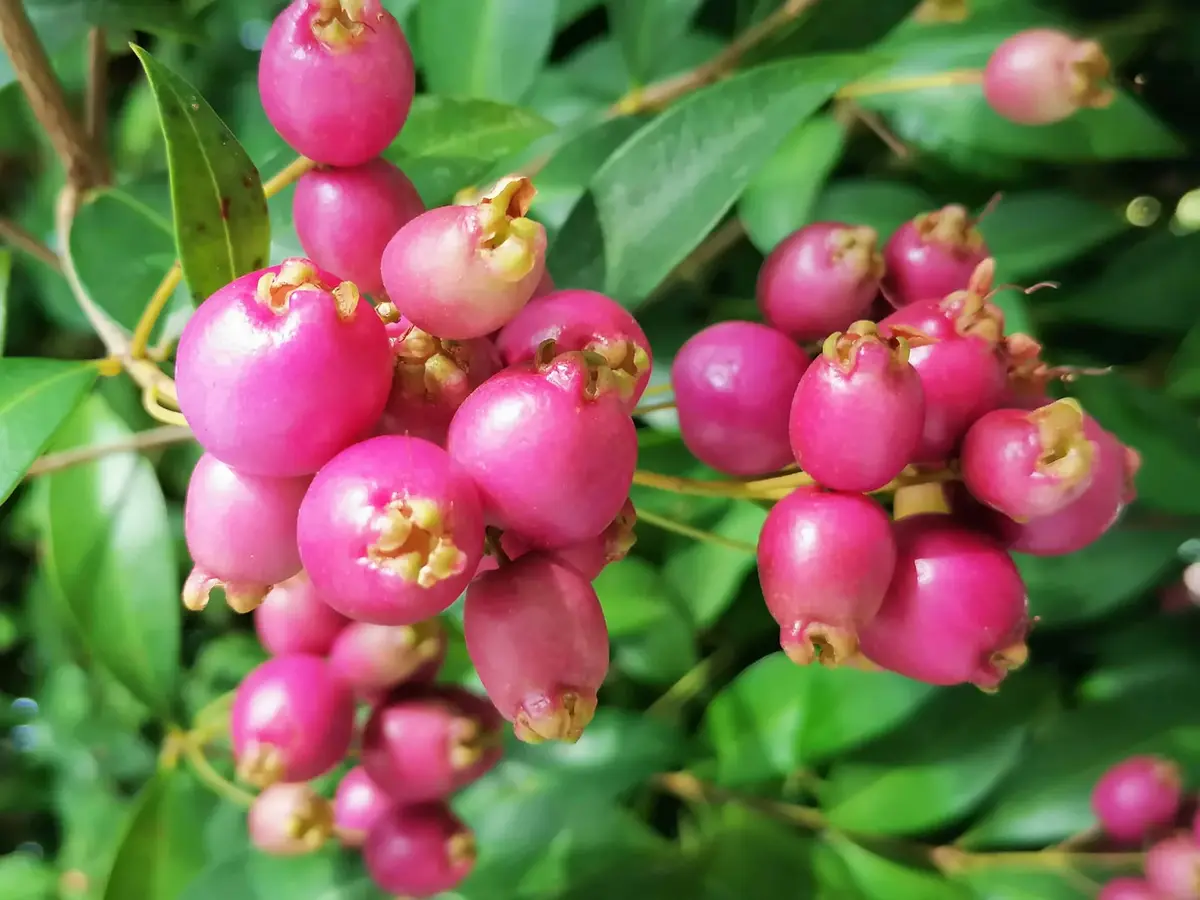 Lilly Pilly | Fruit Wiki | Fandom