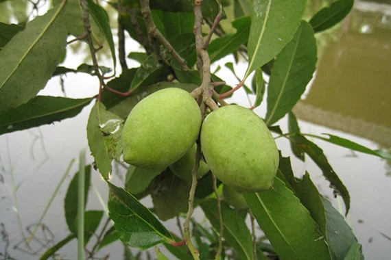Tropical Olive | Fruit Wiki | Fandom