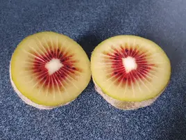 Kiwi/Red Kiwi | Fruit Wiki | Fandom