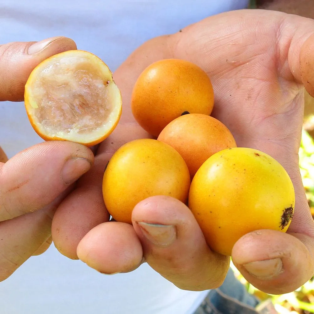 Bacupari | Fruit Wiki | Fandom