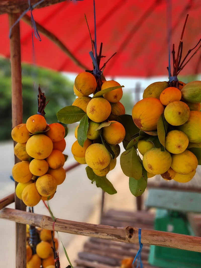 Rubber Vine Fruit | Fruit Wiki | Fandom