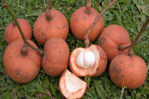 Tampoi | Fruit Wiki | Fandom