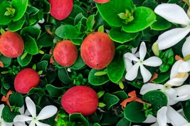 Natal Plum | Fruit Wiki | Fandom
