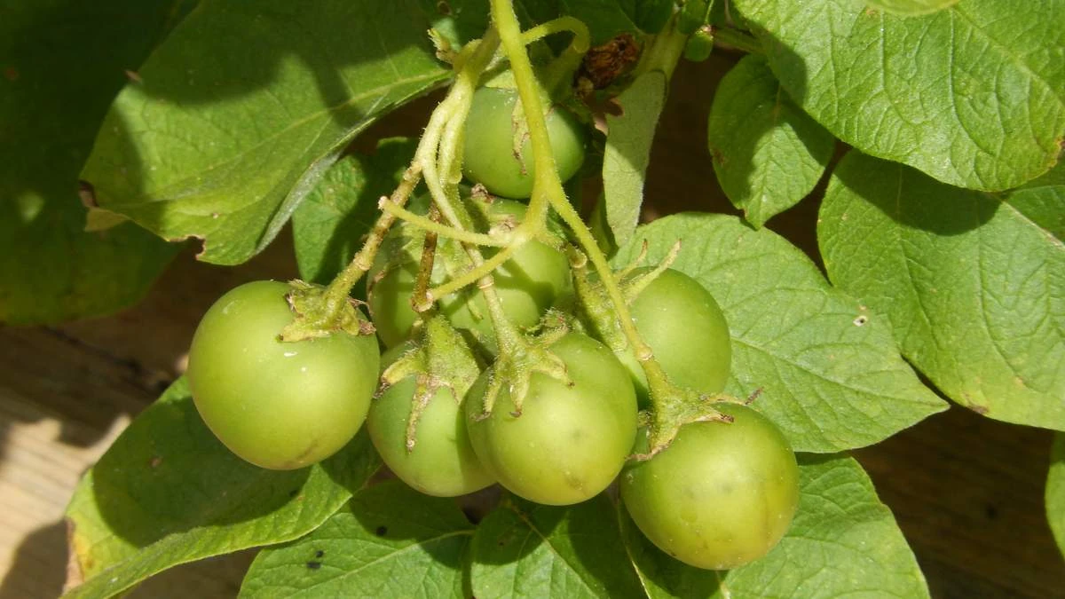 Potato Fruit | Fruit Wiki | Fandom