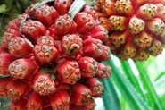 Pandanus | Fruit Wiki | Fandom