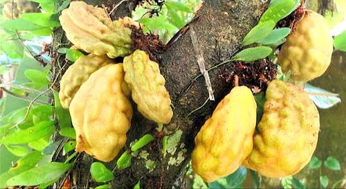 Nam Nam | Fruit Wiki | Fandom
