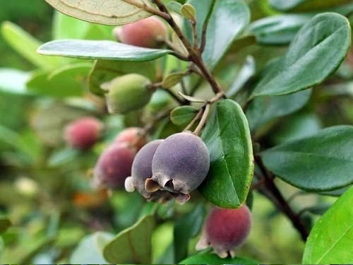 Rose Myrtle | Fruit Wiki | Fandom