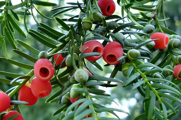 Yew Berry | Fruit Wiki | Fandom