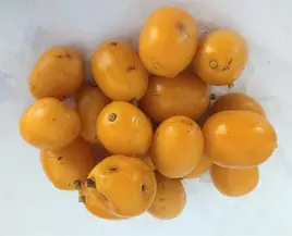Ambarella | Fruit Wiki | Fandom