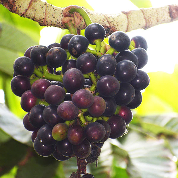 Amazon Tree Grape | Fruit Wiki | Fandom