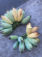 Banana/Blue Java Banana | Fruit Wiki | Fandom