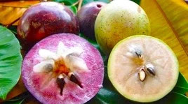 Star Apple | Fruit Wiki | Fandom