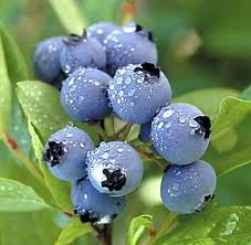 Blueberry | Fruit Wiki | Fandom
