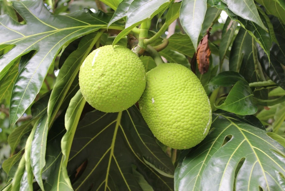 Breadfruit | Fruit Wiki | Fandom