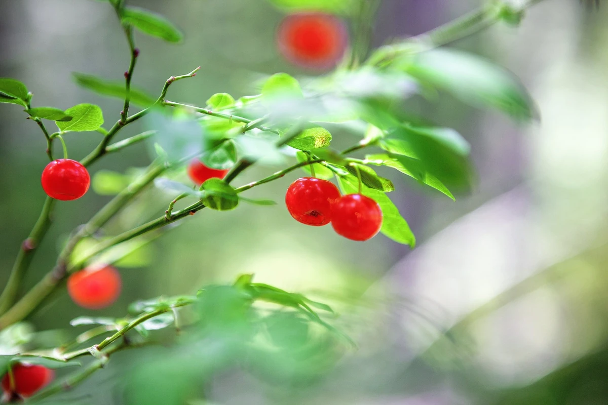 Red Huckleberry | Fruit Wiki | Fandom