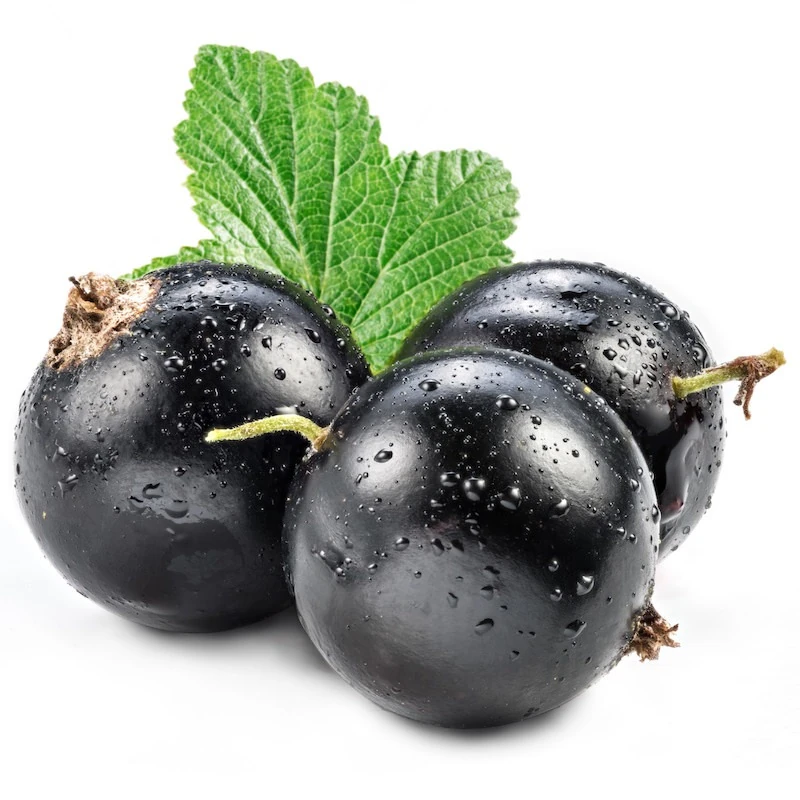 Blackcurrant | Fruit Wiki | Fandom