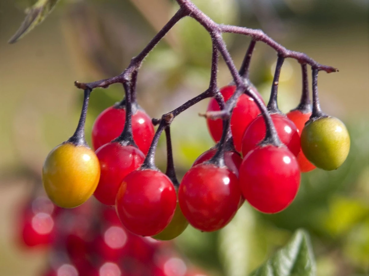 Bittersweet Nightshade | Fruit Wiki | Fandom