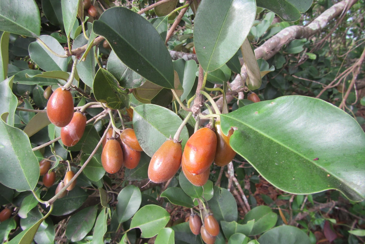 Kauki | Fruit Wiki | Fandom
