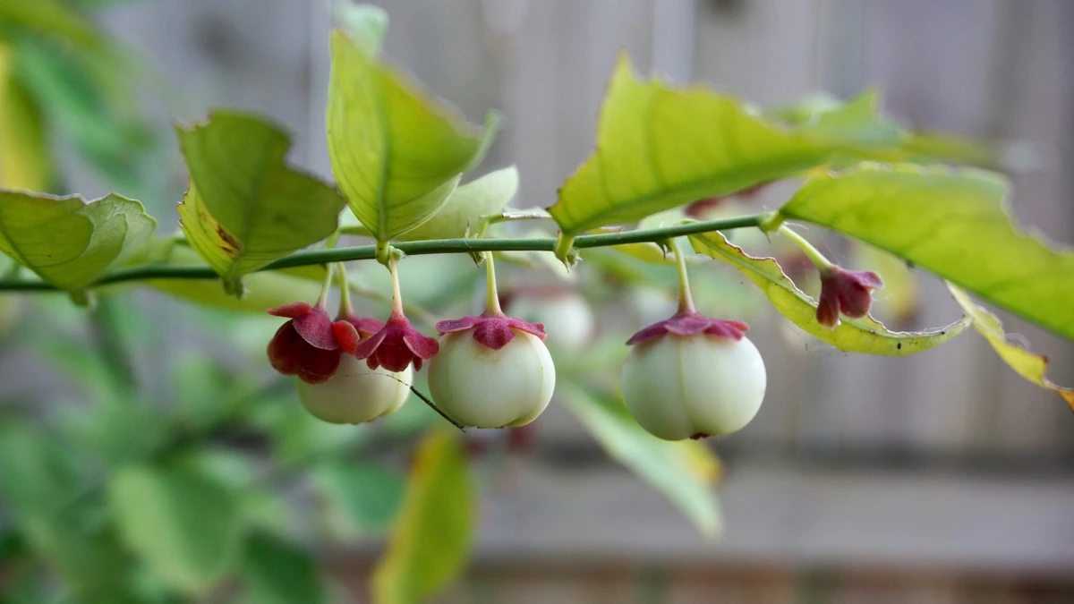 Katuk | Fruit Wiki | Fandom