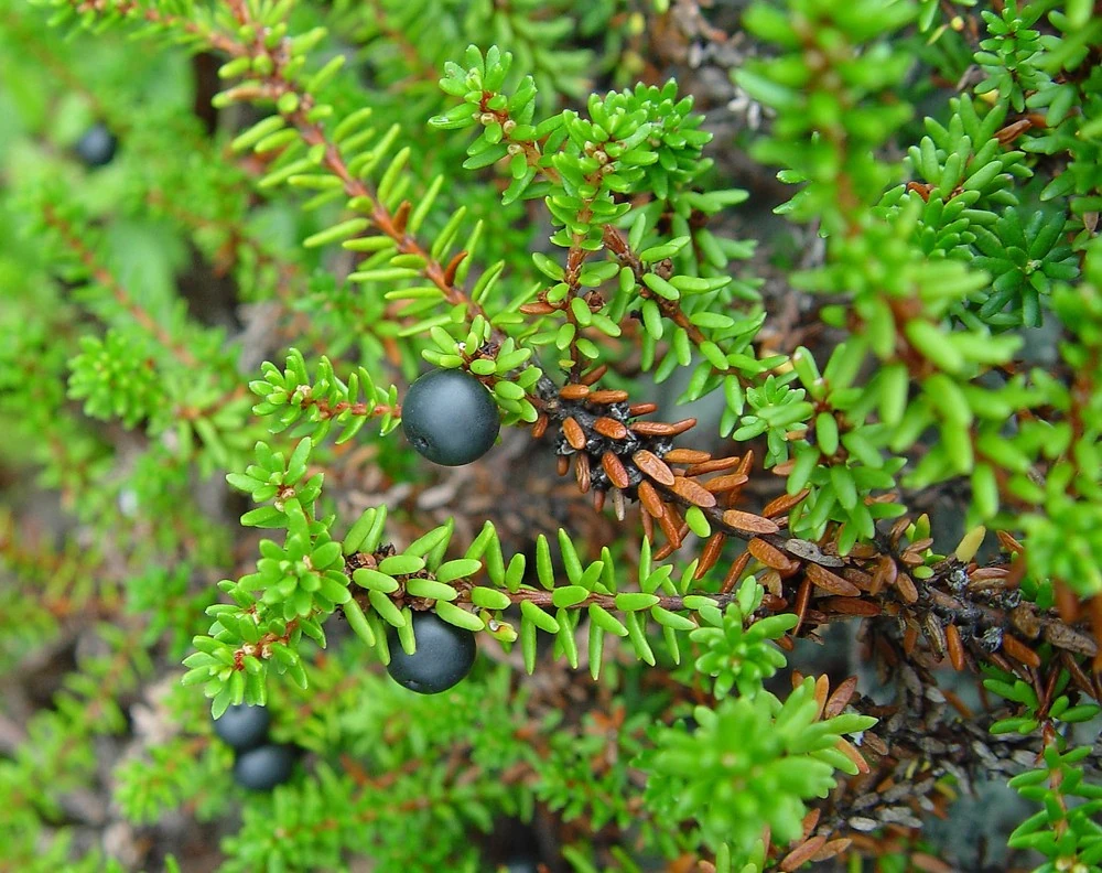Crowberry | Fruit Wiki | Fandom