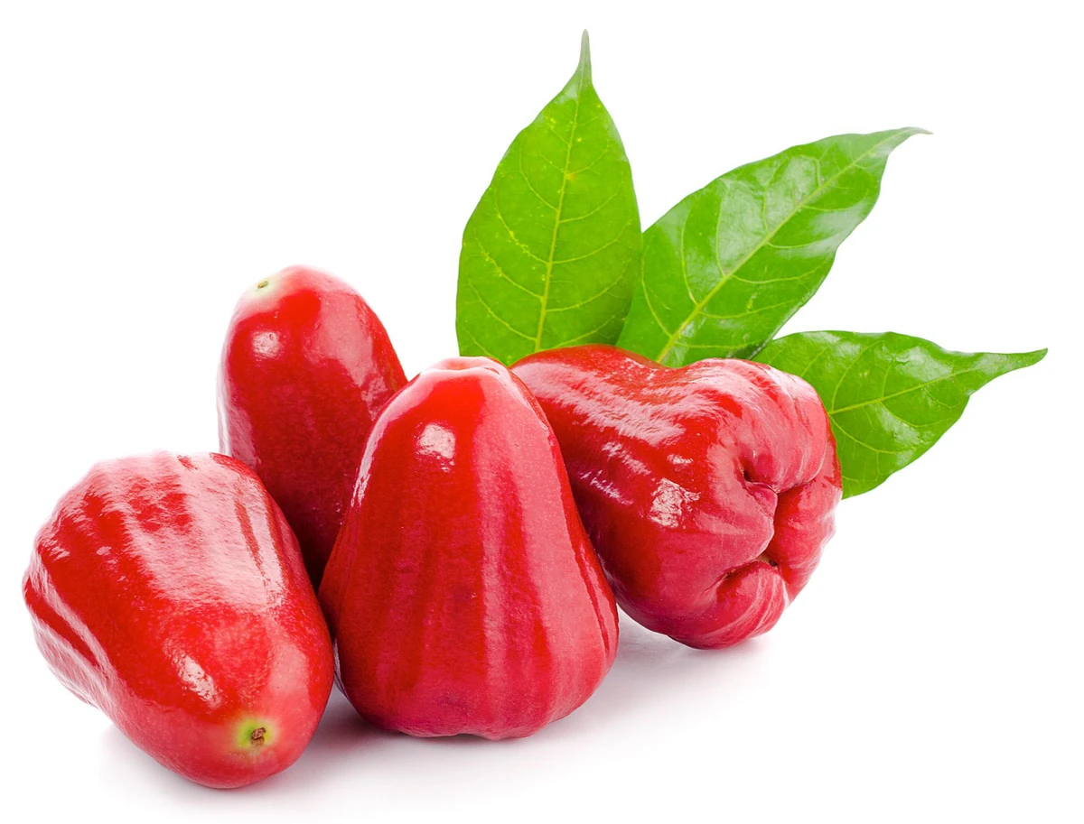 Rose Apple | Fruit Wiki | Fandom