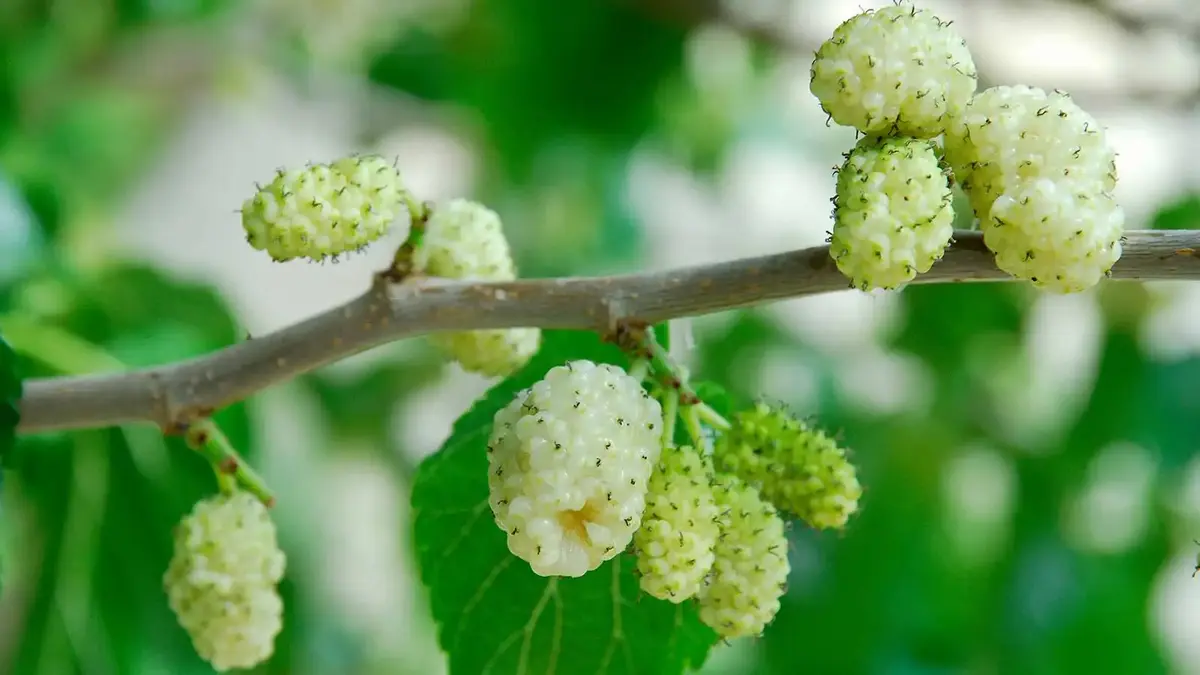 Mulberry/White Mulberry | Fruit Wiki | Fandom