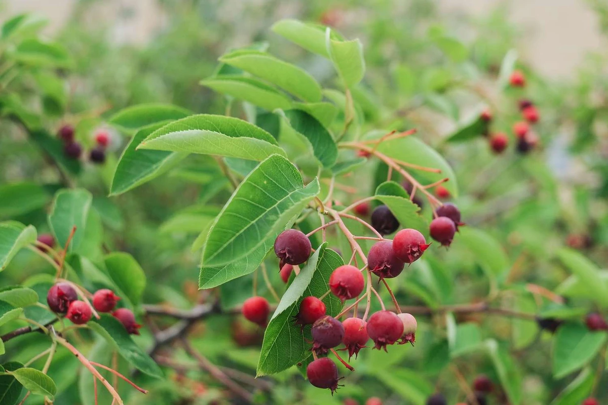 Serviceberry | Fruit Wiki | Fandom