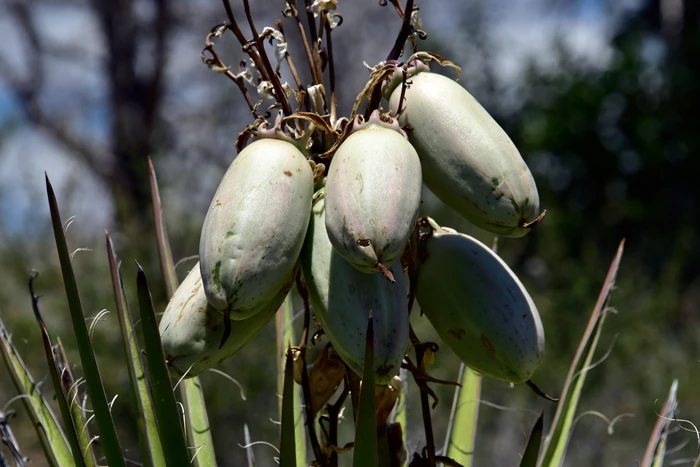 Banana Yucca | Fruit Wiki | Fandom