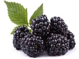 Blackberry | Fruit Wiki | Fandom