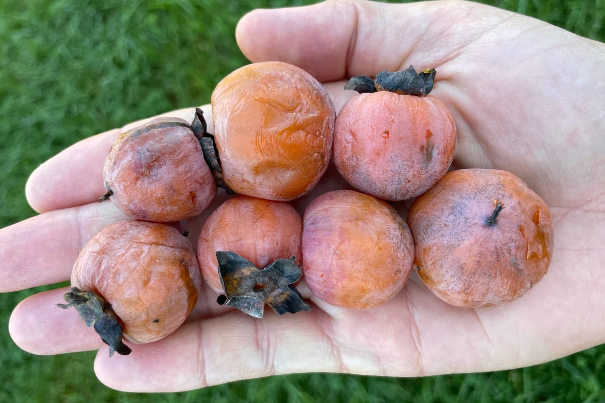 Persimmon/American Persimmon | Fruit Wiki | Fandom