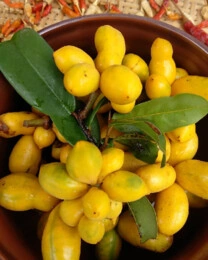 Uvaria dulcis | Fruit Wiki | Fandom