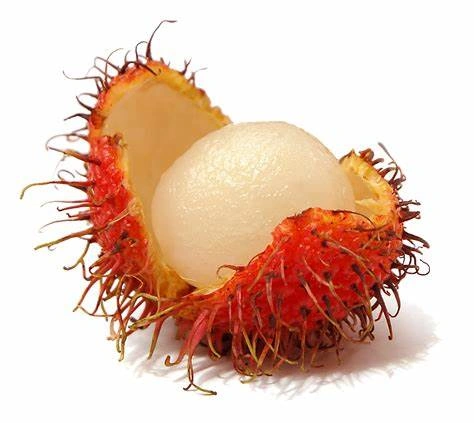 Rambutan | Fruit Wiki | Fandom