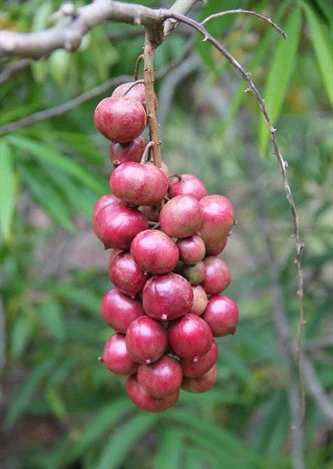 Terengganu Cherry | Fruit Wiki | Fandom