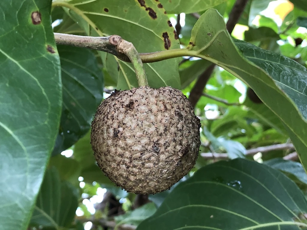 Leichhardt Tree Fruit | Fruit Wiki | Fandom