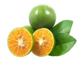 Calamansi | Fruit Wiki | Fandom
